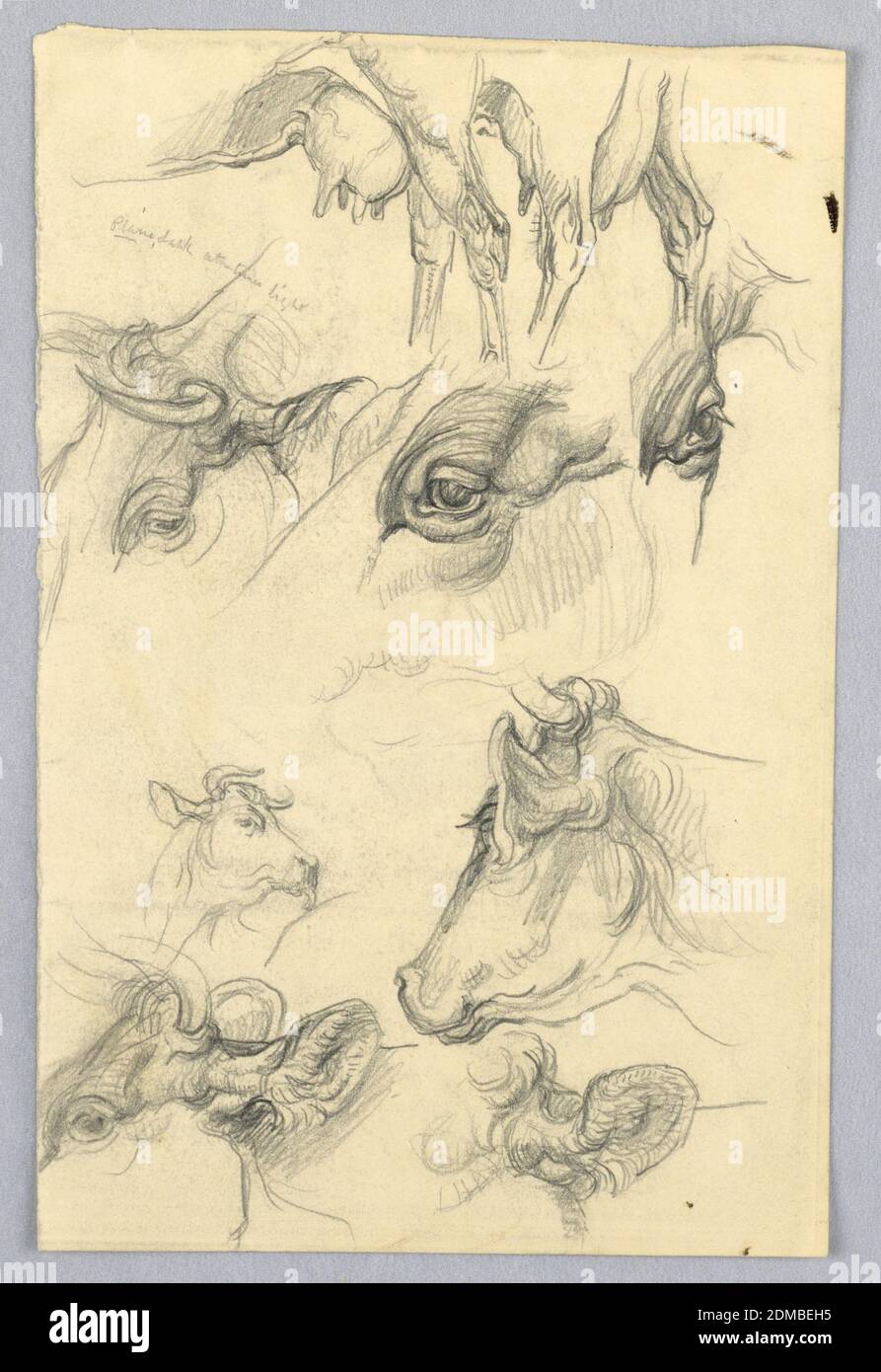 Oreilles de vache Banque de photographies et d’images à haute ...