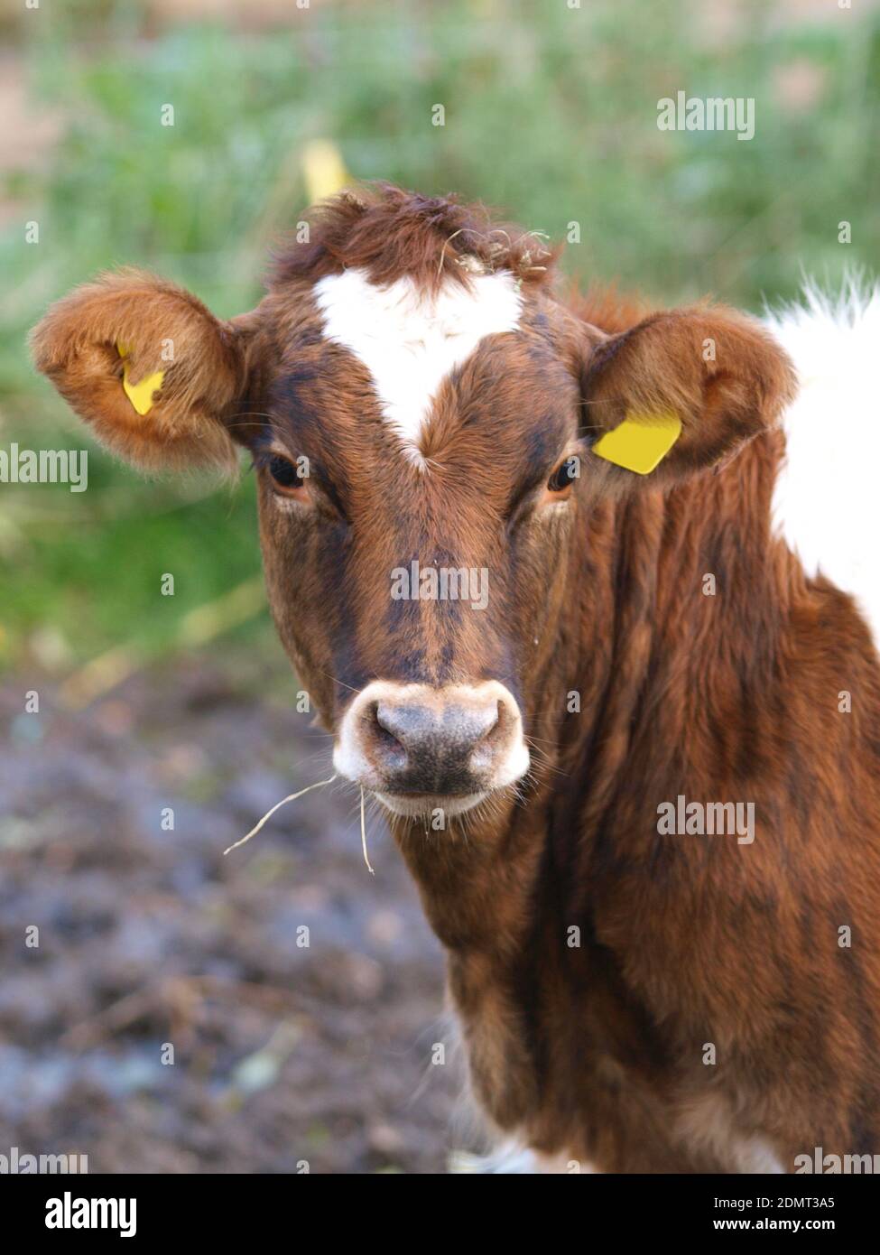 Oreille de vache Banque de photographies et d’images à haute résolution ...