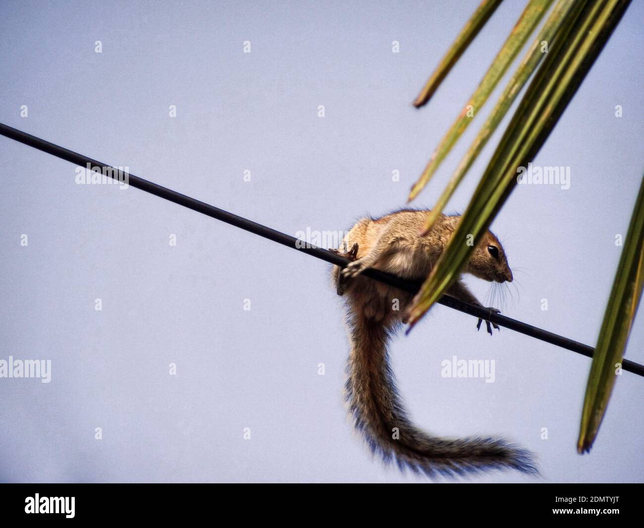 écureuil sur fil électrique Banque de photographies et d’images à haute ...