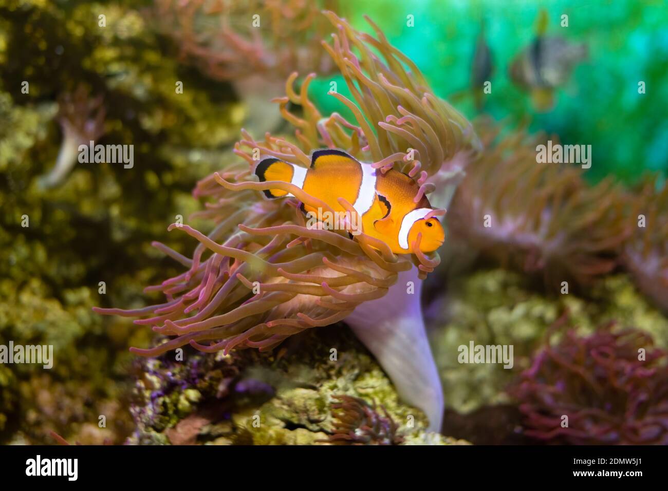 Poisson Anémone Nemo Banque d'image et photos - Alamy