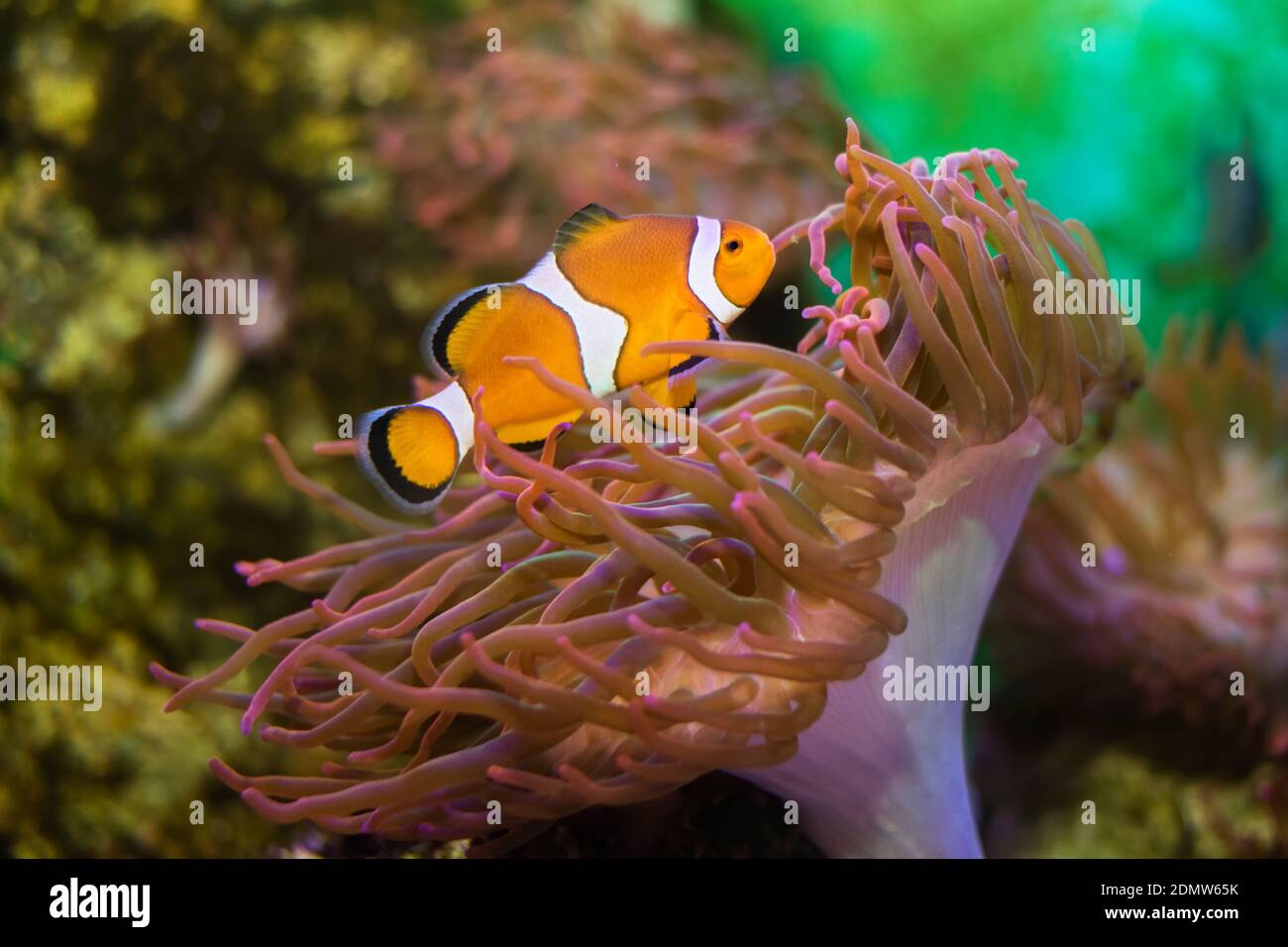 Poisson Anémone Nemo Banque d'image et photos - Alamy
