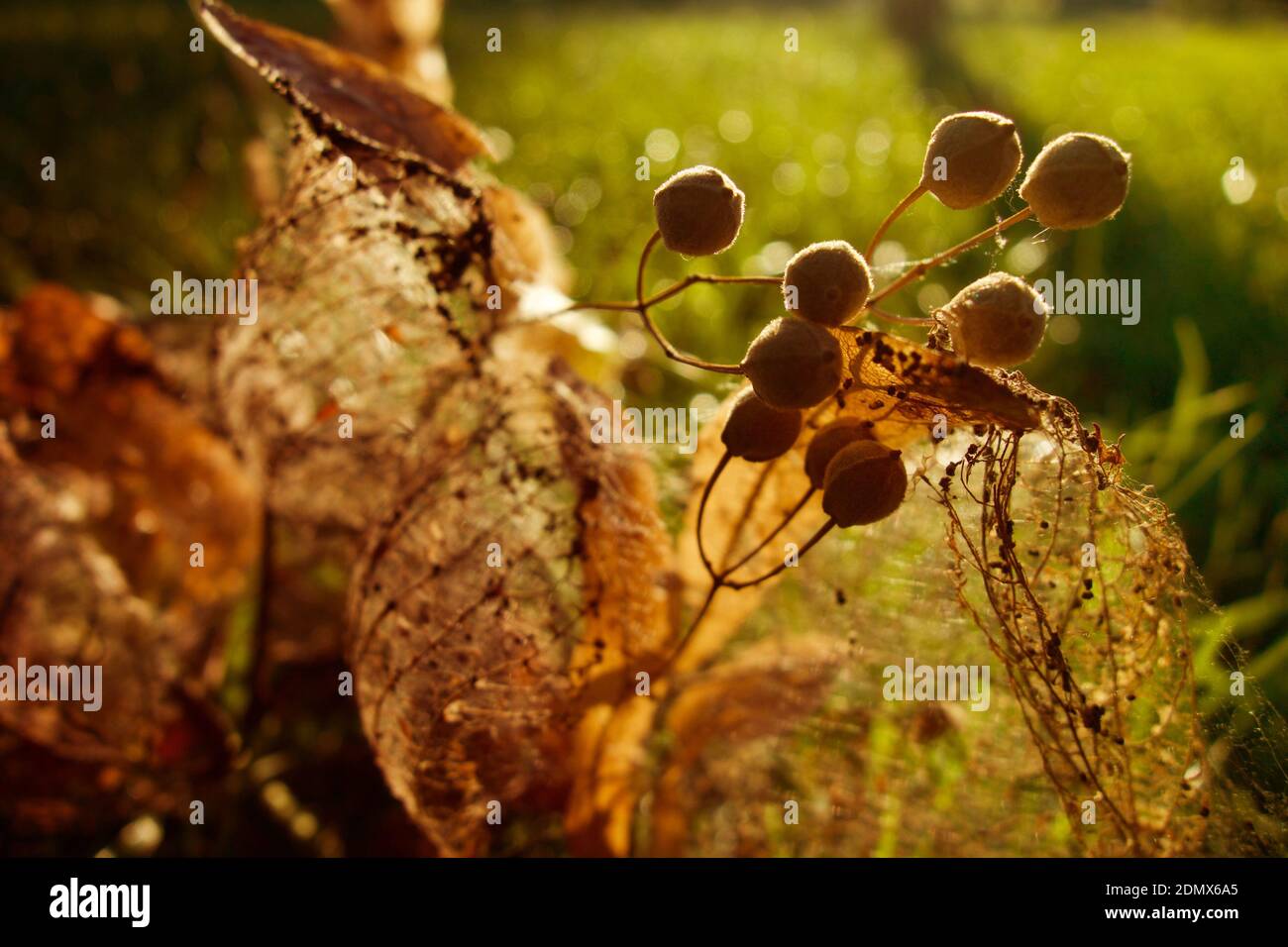 Lichen poussant sur un arbre fruitier Banque de photographies et d ...
