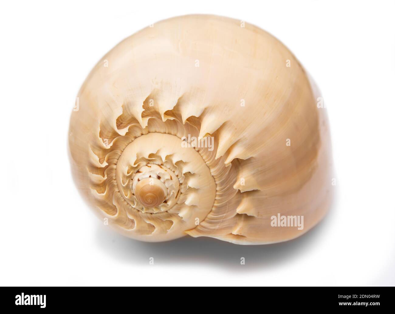 Coquille de mer sur fond blanc Banque de photographies et d’images à ...