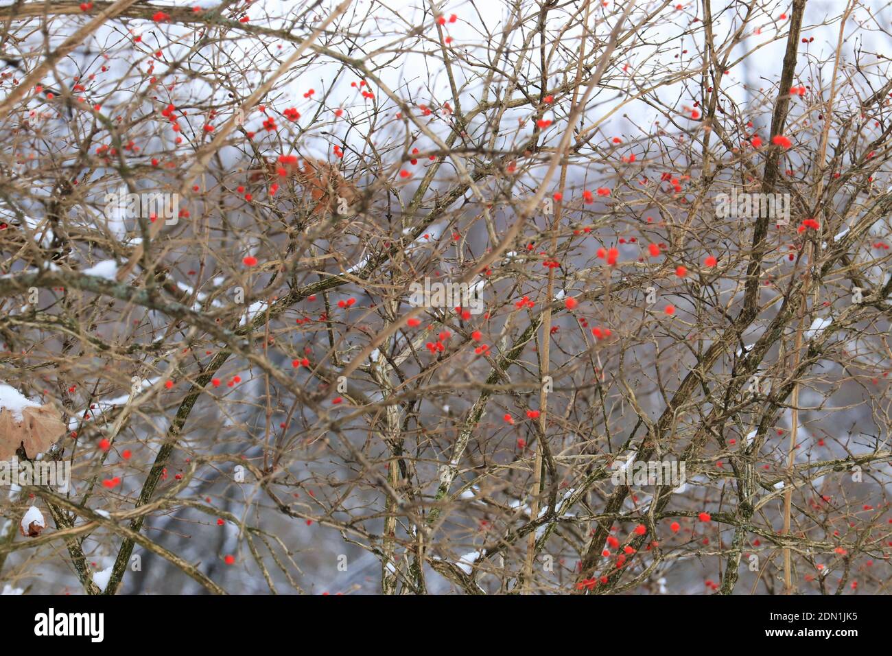 Baies rouges sur les arbres Banque de photographies et d’images à haute ...