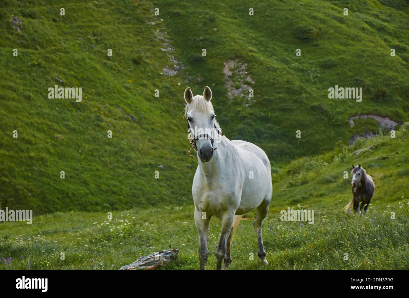 Accouplement chevaux Banque de photographies et d’images à haute ...