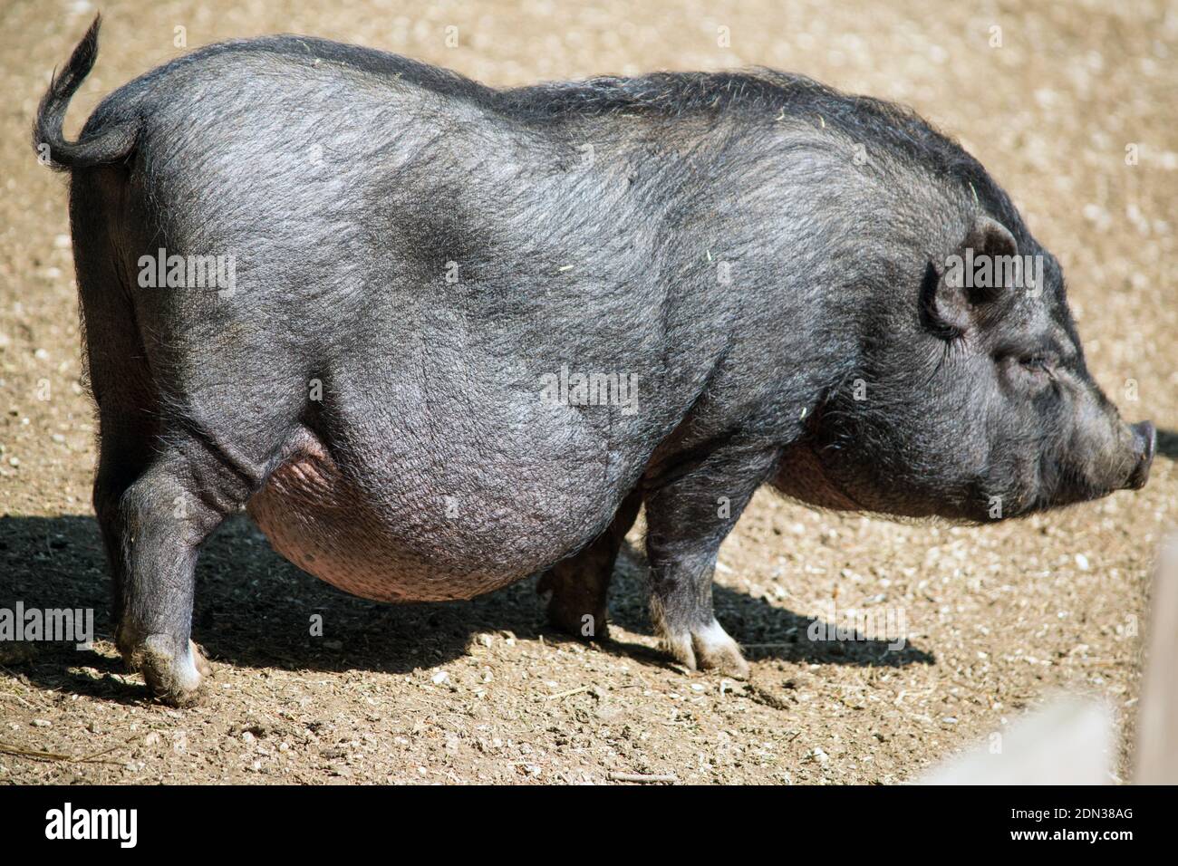 Famille de cochons noirs Banque de photographies et d’images à haute ...