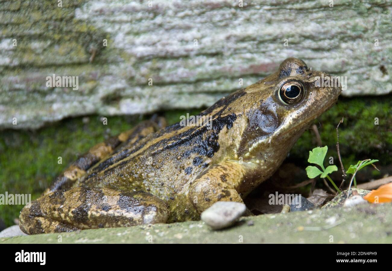 Grenouille au soleil Banque de photographies et d’images à haute ...