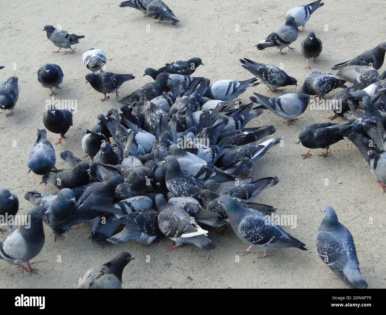 Oiseaux Granivores Banque d'image et photos - Alamy