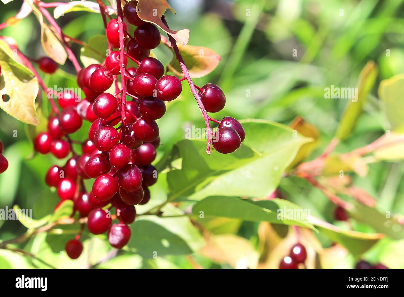 Grappe cerises sauvages Banque de photographies et d’images à haute ...