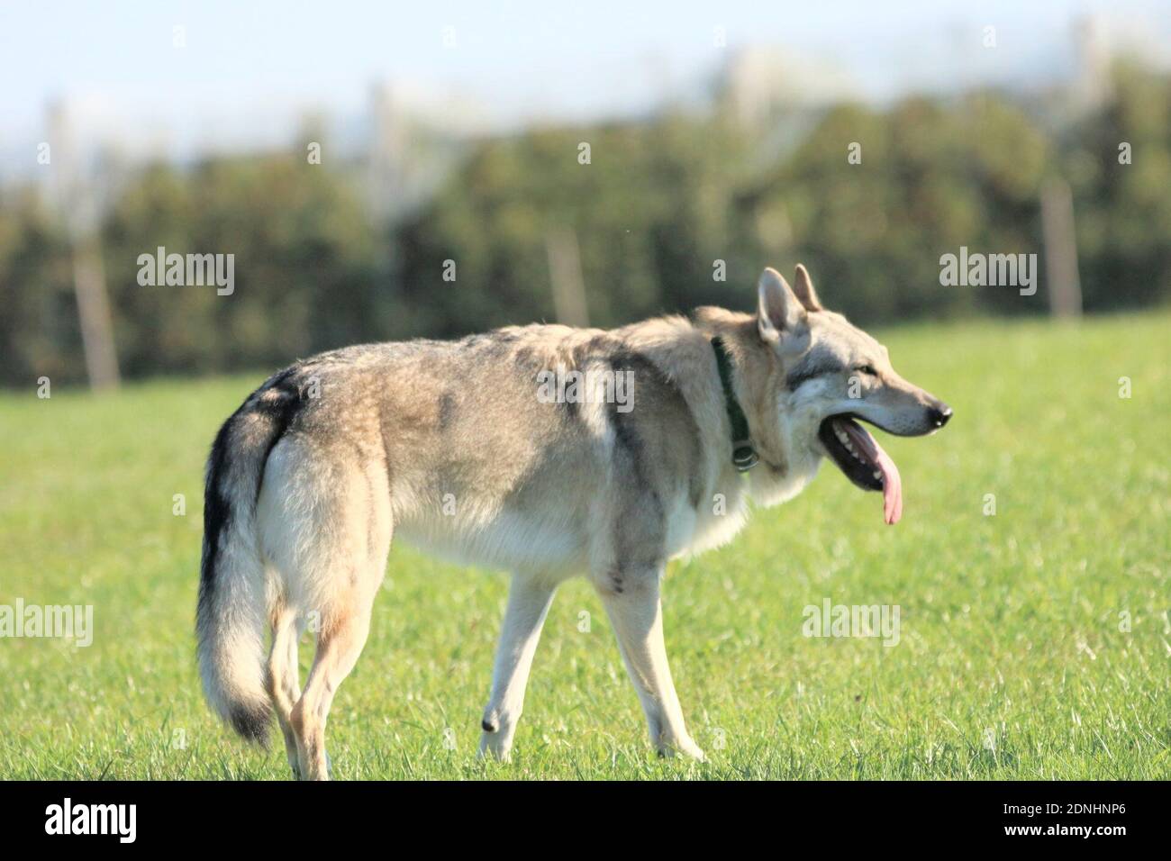 Wolf hybrid Banque de photographies et d’images à haute résolution - Alamy
