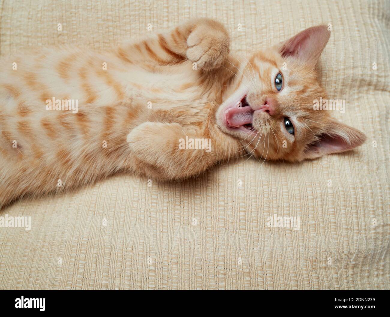 Chat qui rit Banque de photographies et d’images à haute résolution - Alamy
