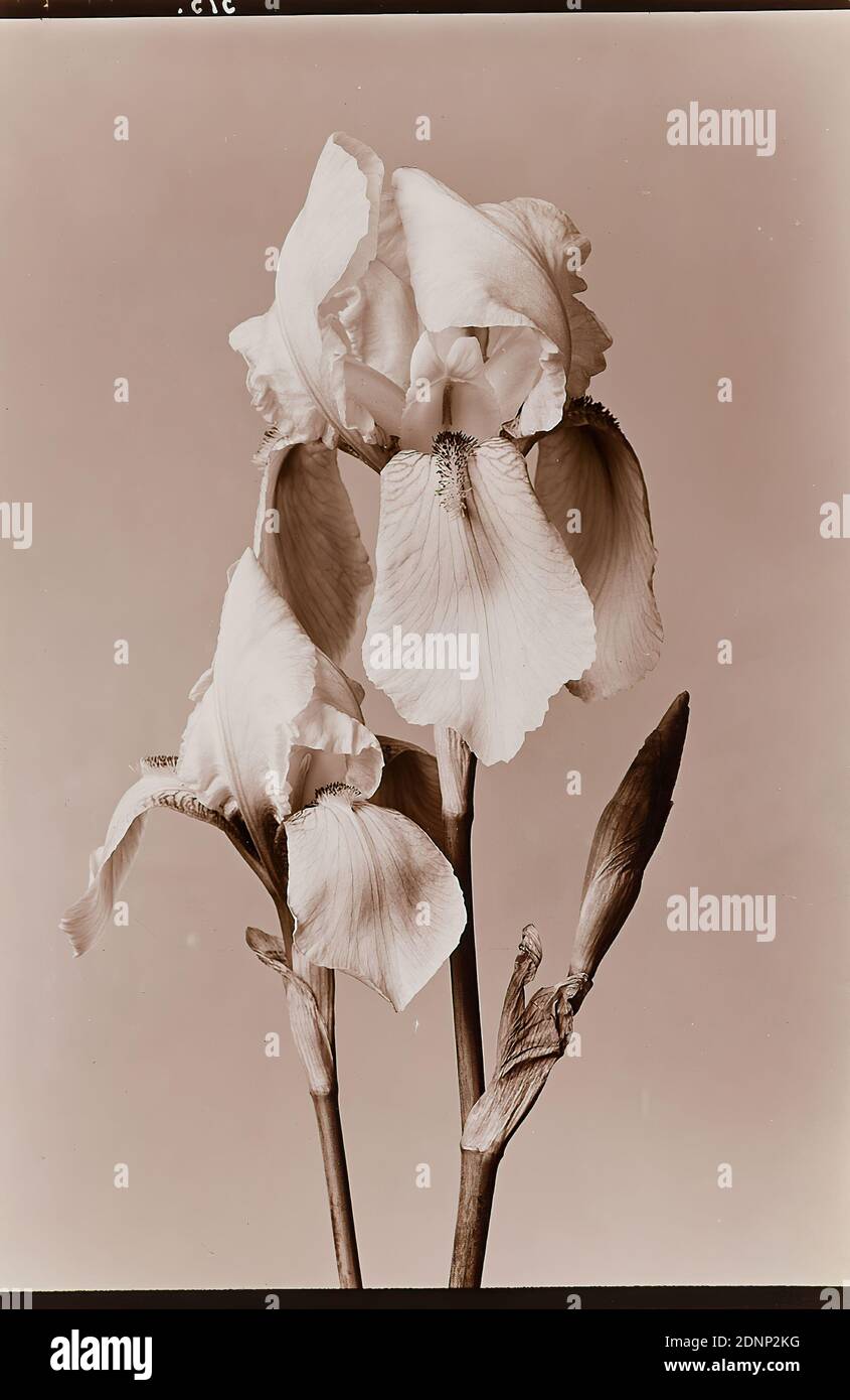 Papier au collodion Banque de photographies et d’images à haute ...