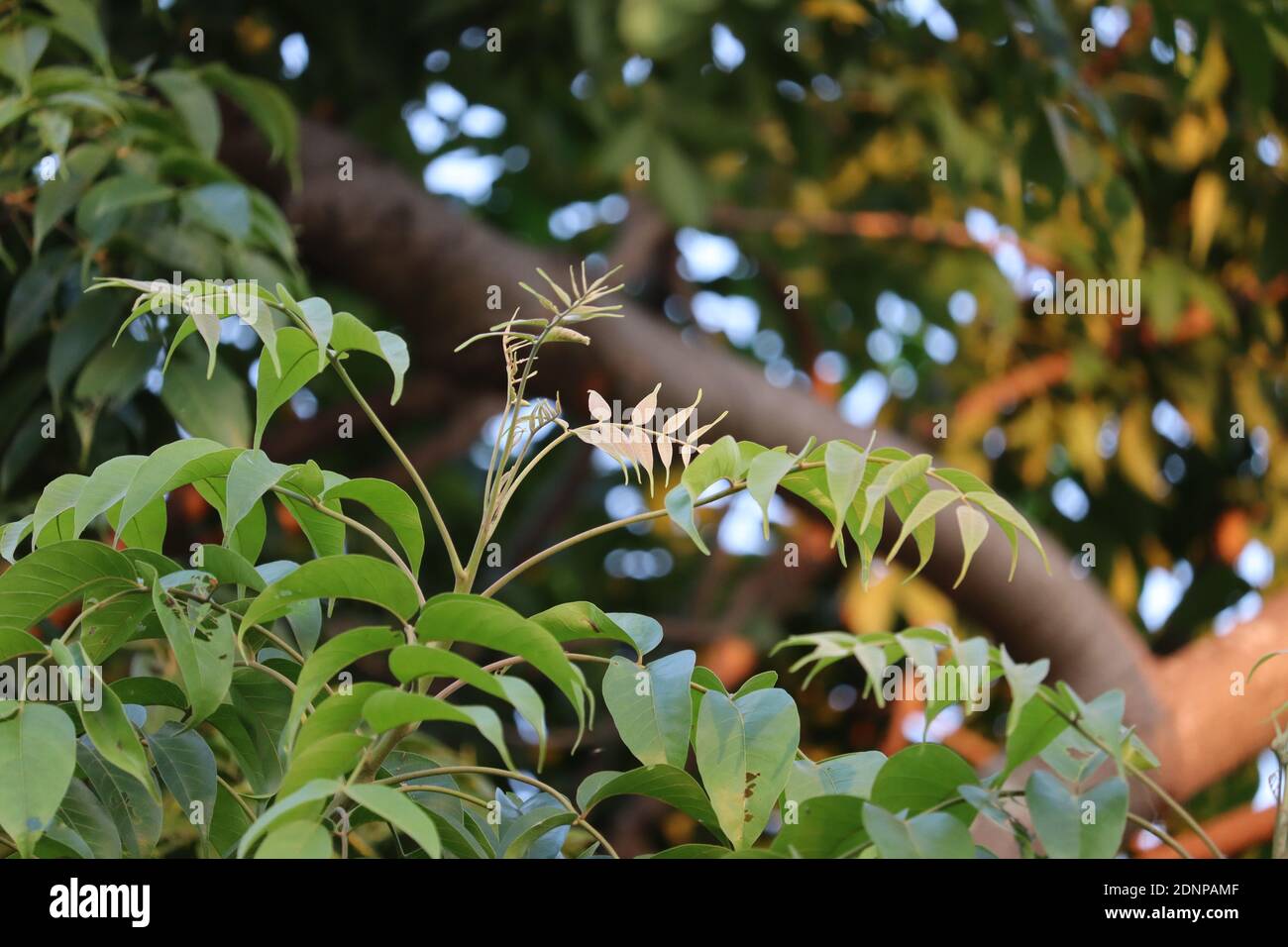 Arbre de neem au premier plan Banque de photographies et d’images à ...