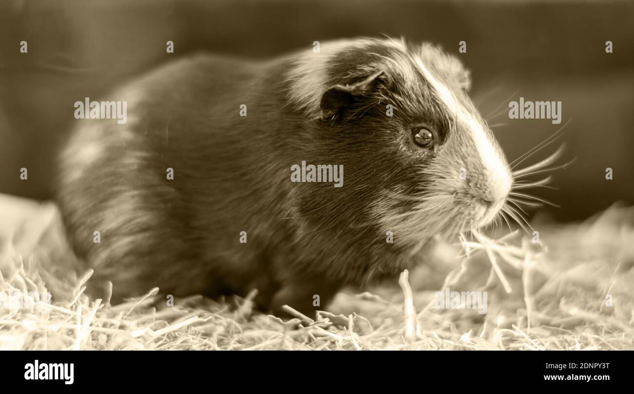 Cobaye humain Banque de photographies et d’images à haute résolution ...