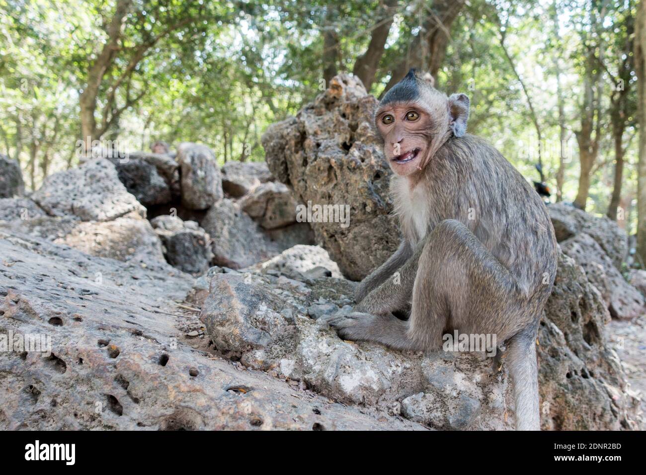Singe fou Banque de photographies et d’images à haute résolution - Alamy