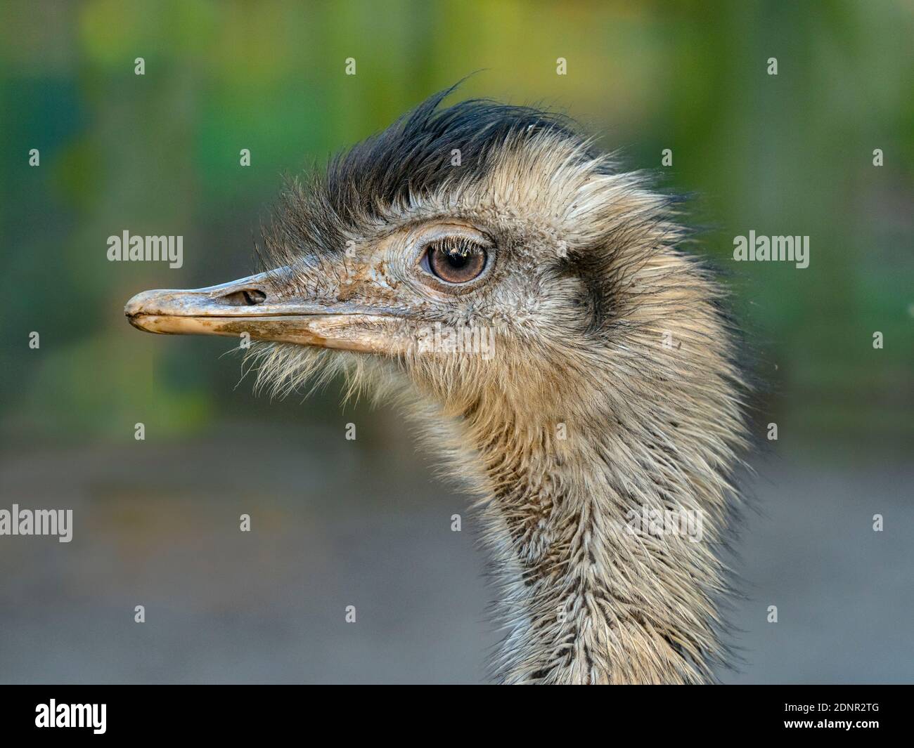 Petite facture Banque de photographies et d’images à haute résolution ...