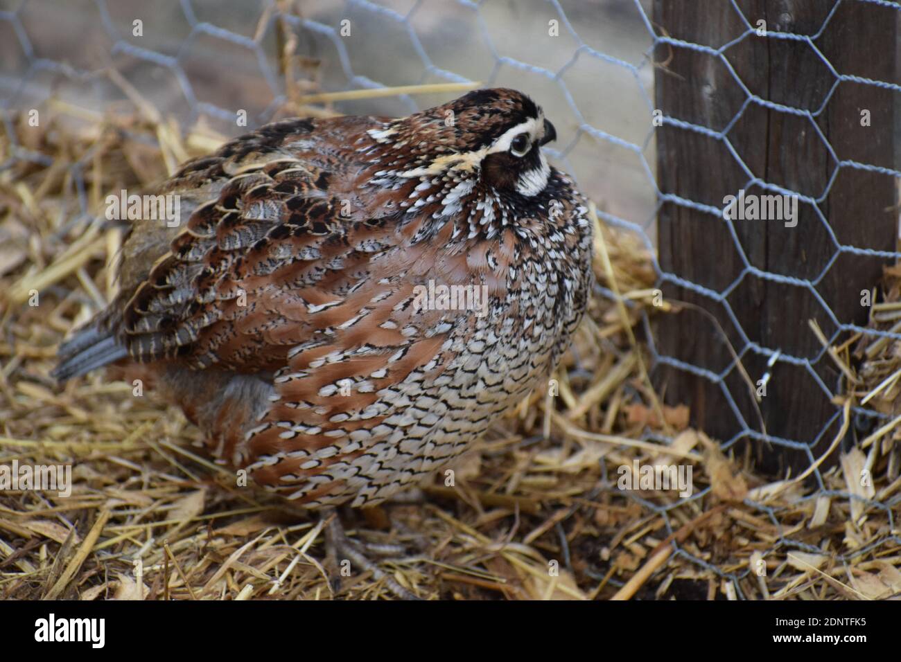 Caille En Cage Banque d'image et photos - Alamy
