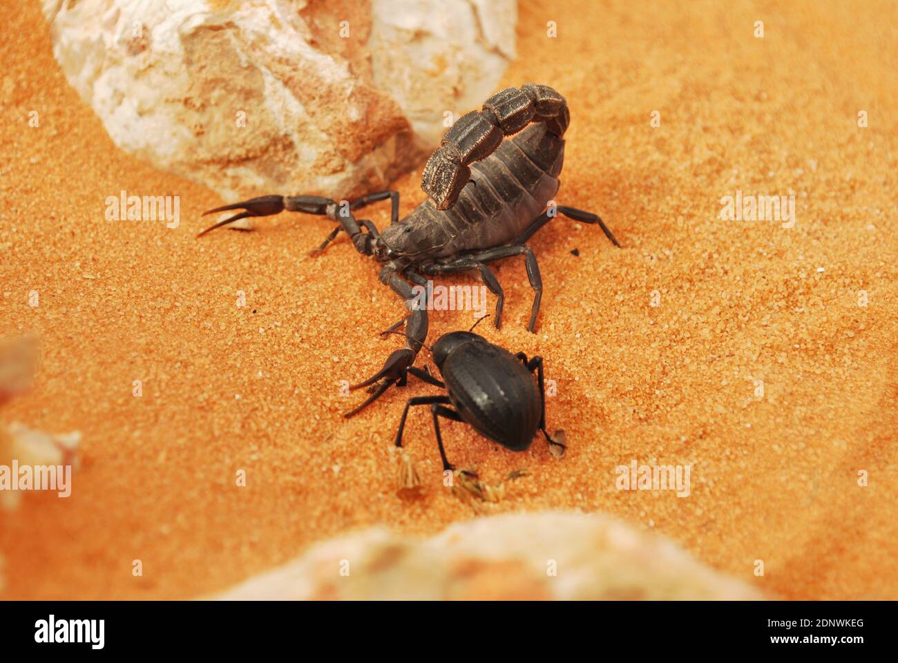 Scorpion à queue grasse androctonus crassicauda Banque de photographies ...