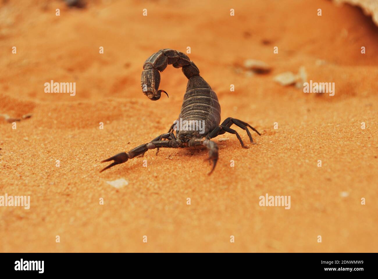 Scorpion à queue grasse androctonus crassicauda Banque de photographies ...