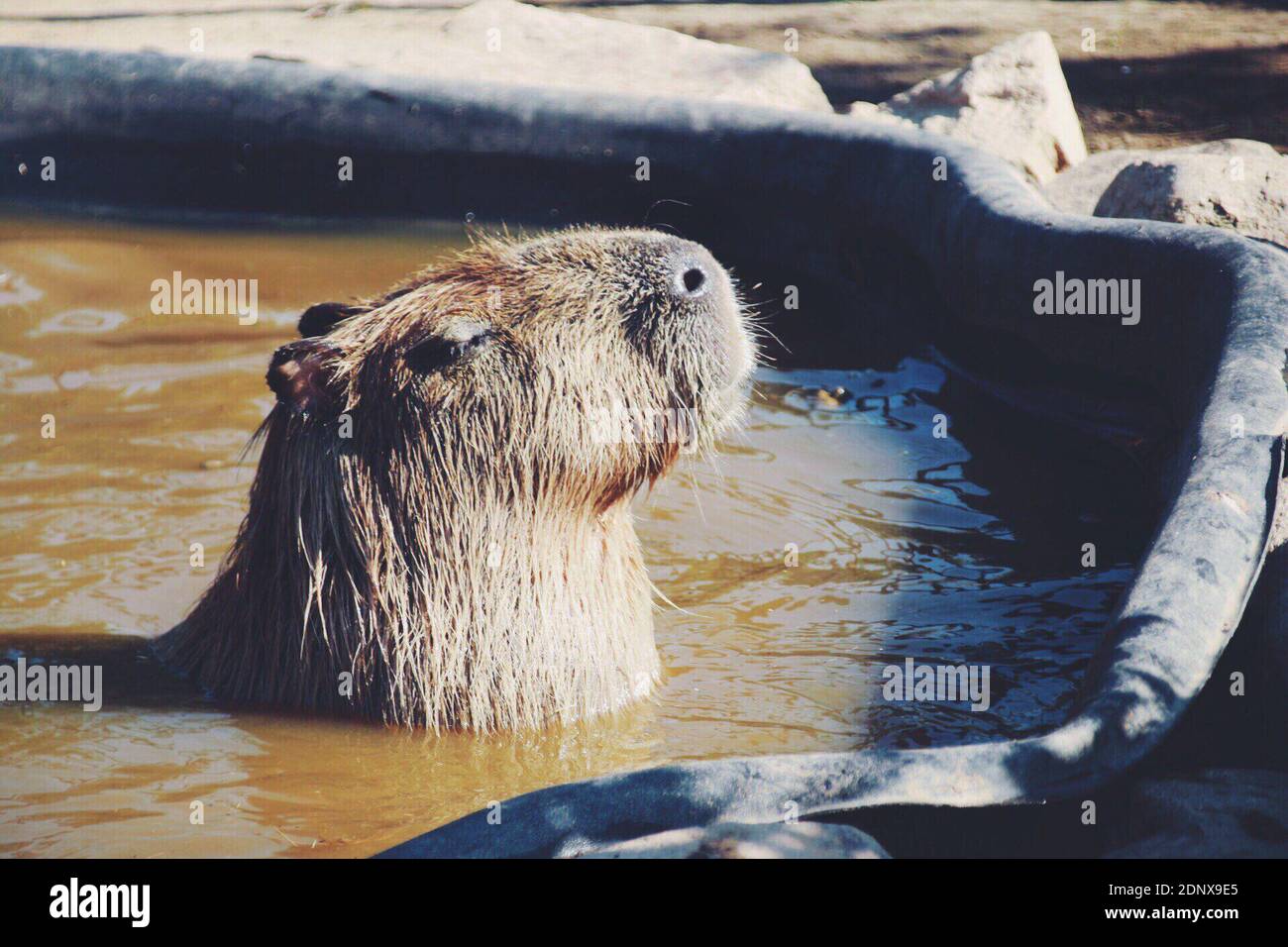 Animal dans le lac Banque de photographies et d’images à haute ...