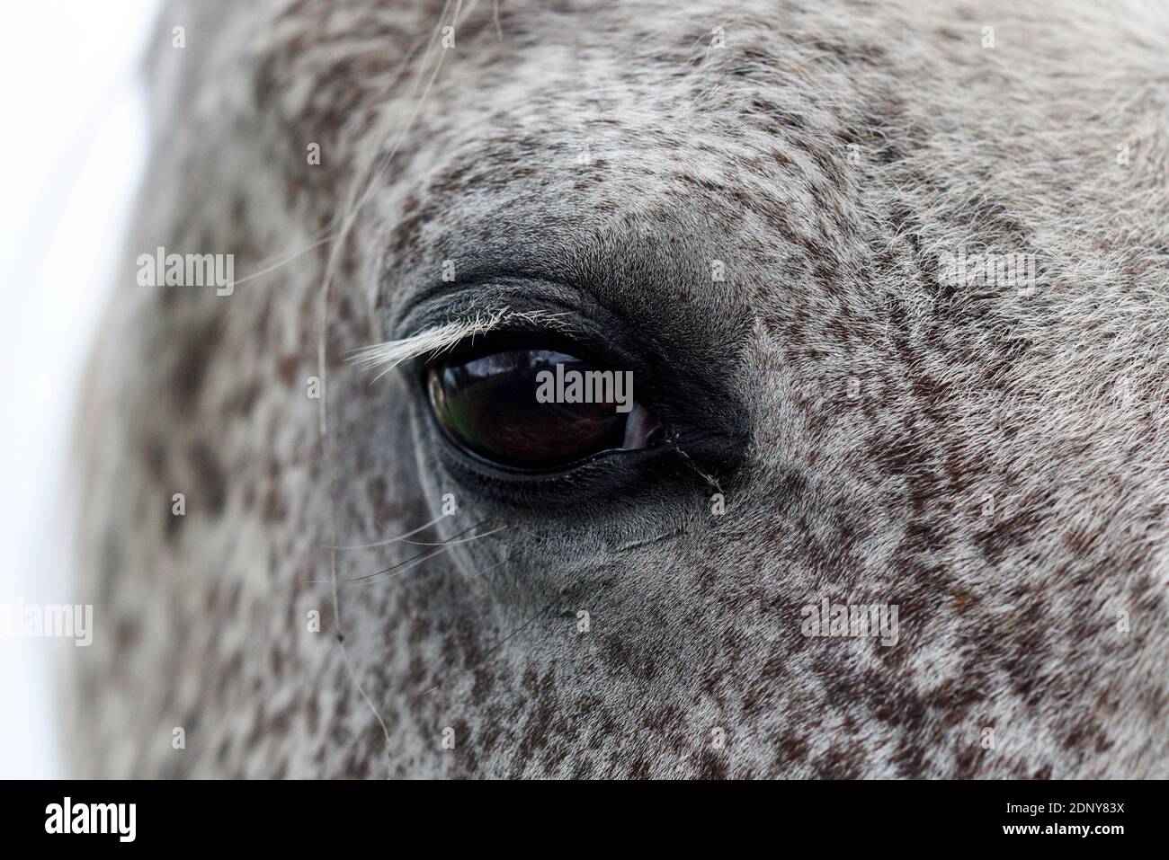 Œil de cheval, portrait de cheval. Œil de cheval, portrait de cheval ...