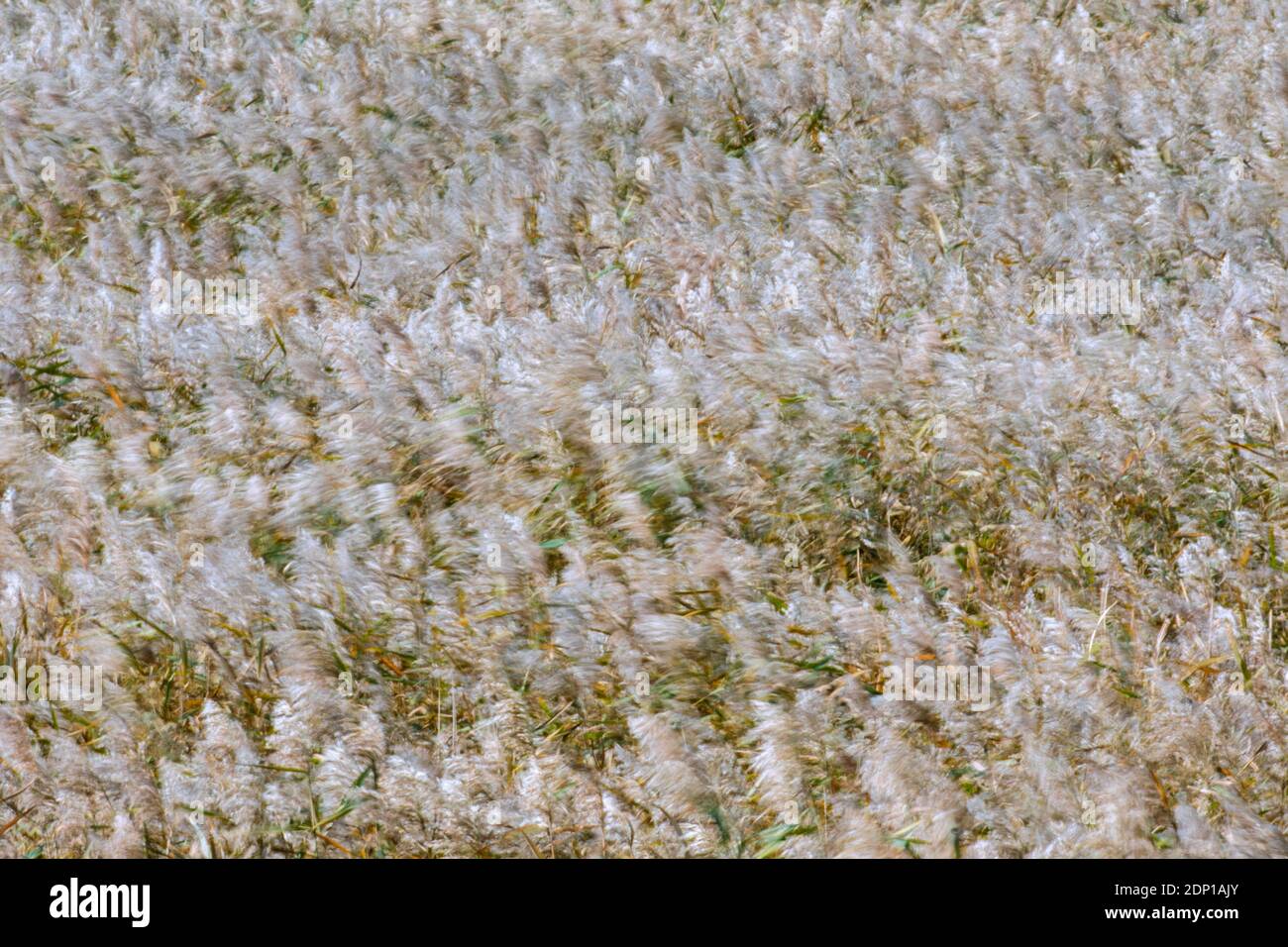 Wind windy reed bed Banque de photographies et d’images à haute ...