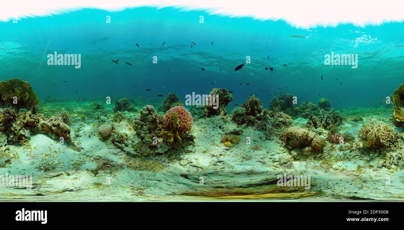 Récif de corail et poissons tropicaux. Corail et poissons sous-marins ...