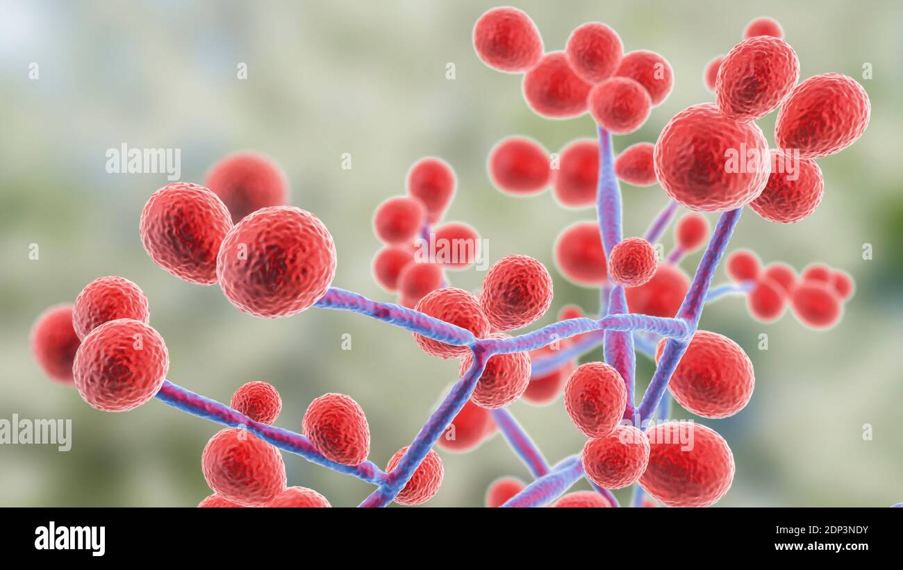 Illustration informatique des stades de la levure et des hyphes des ...