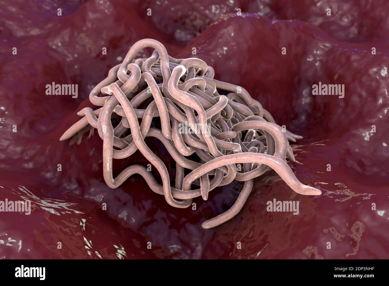 Vers intestinaux humain ronds Banque de photographies et d’images à ...