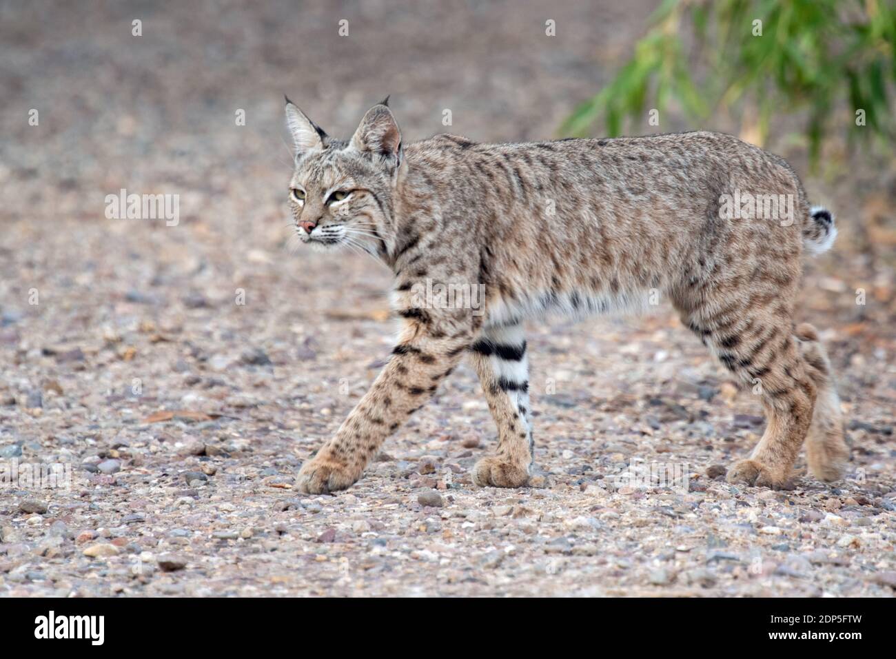 Rufus brown Banque de photographies et d’images à haute résolution - Alamy