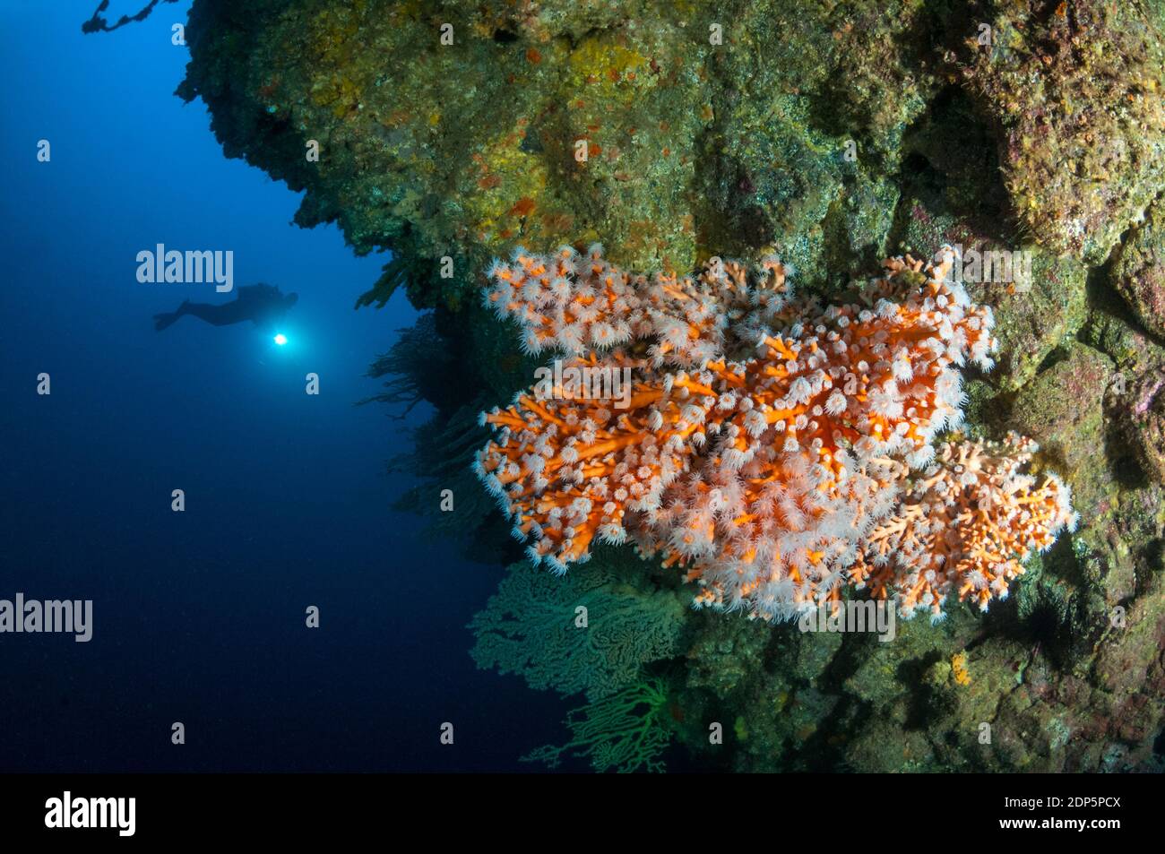 Dendrophyllia ramea Banque de photographies et d’images à haute ...