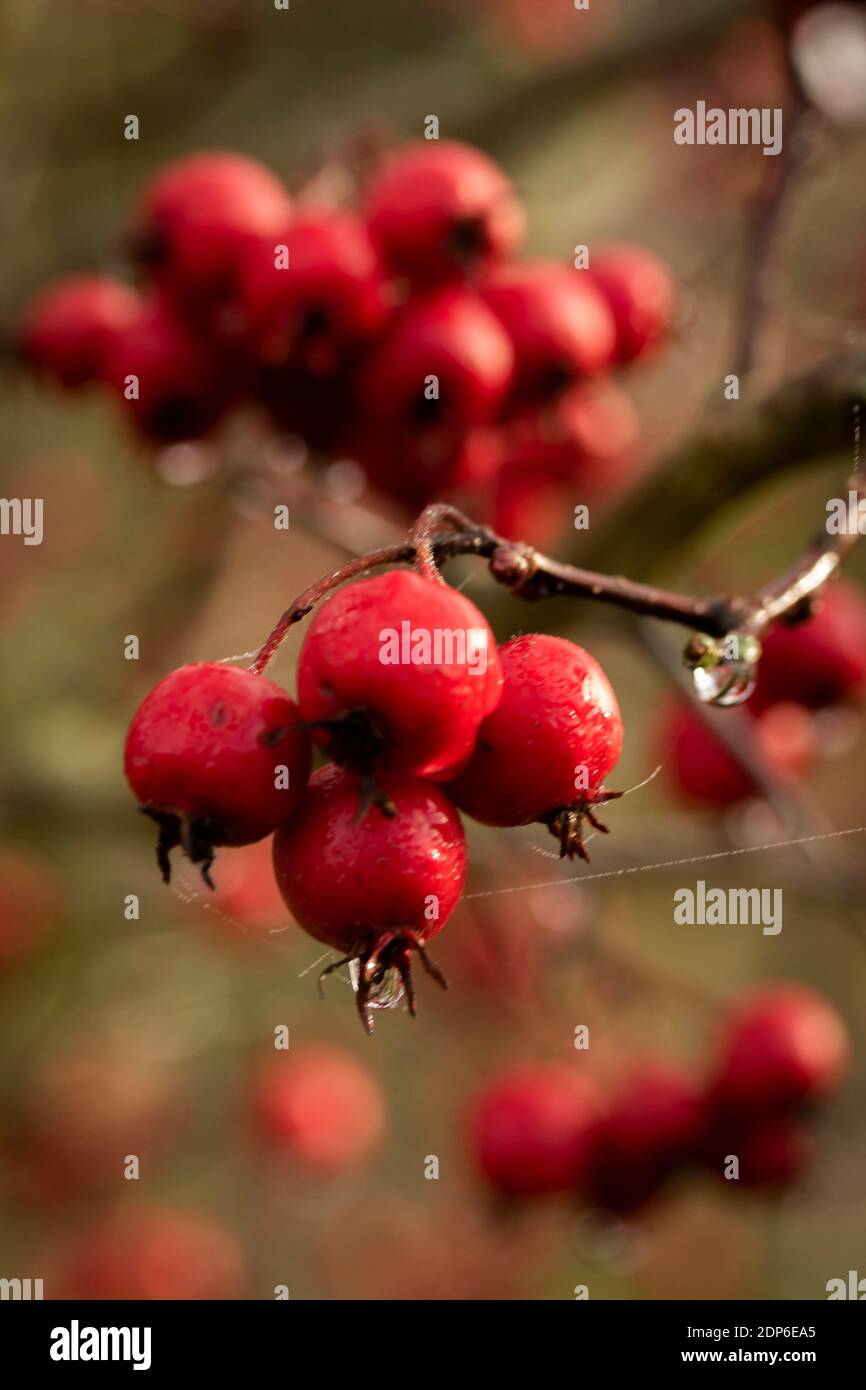 Crataegus persimilis prunifolia Banque de photographies et d’images à ...