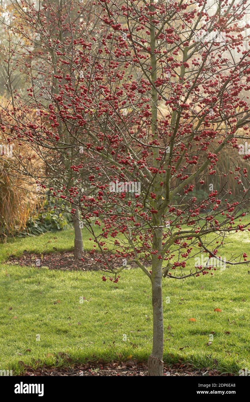 Crataegus persimilis prunifolia Banque de photographies et d’images à ...