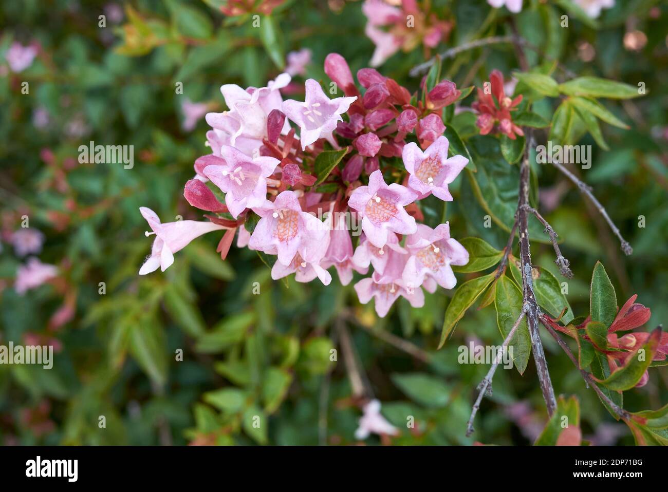Abelia grandiflora Banque de photographies et d’images à haute ...