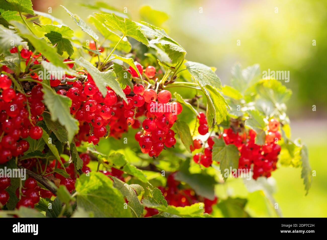 Groseilles rouges mûres (Ribes rubrum) dans un jardin fait maison ...