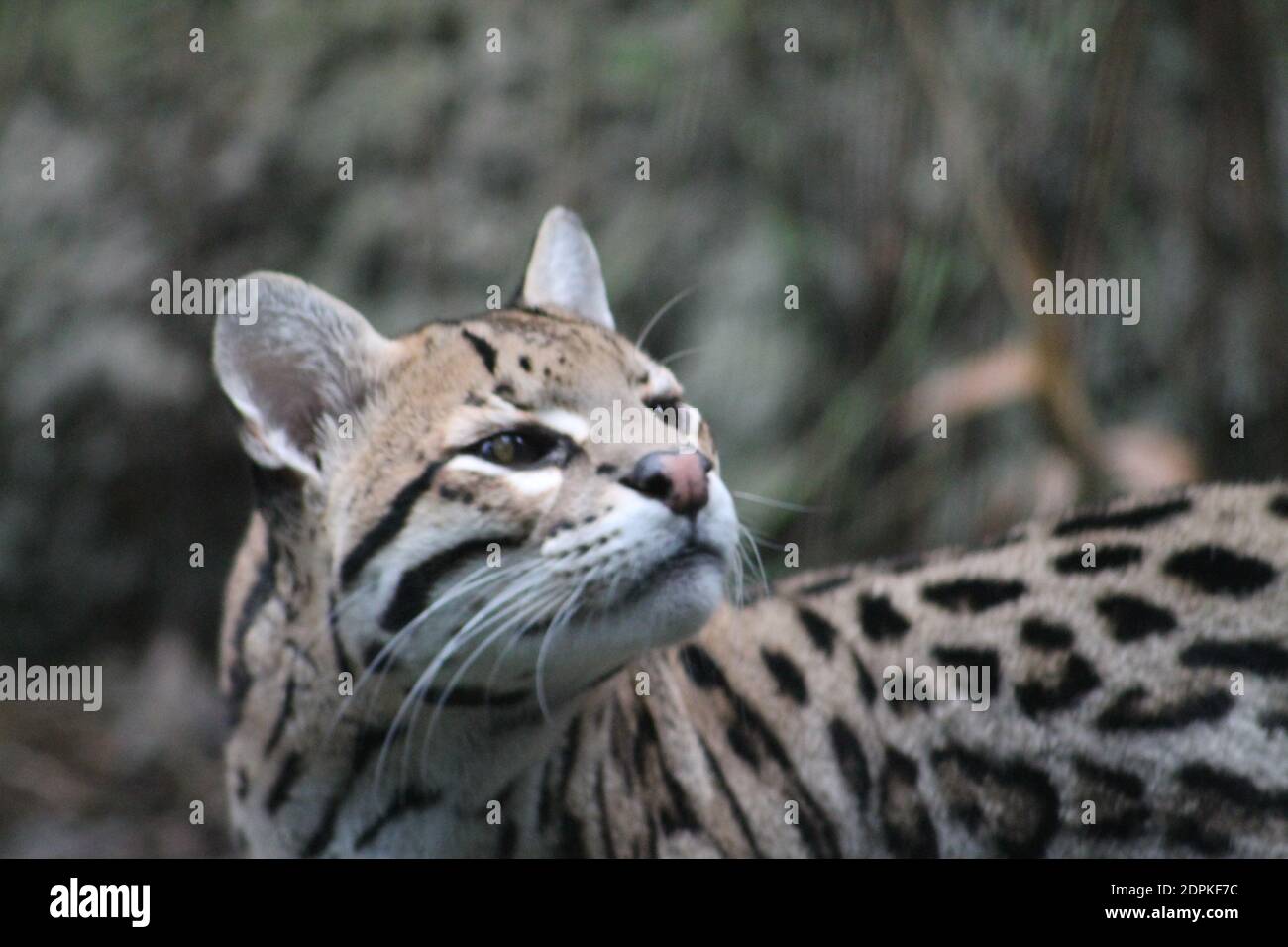 Ocelot Head Banque d'image et photos - Alamy