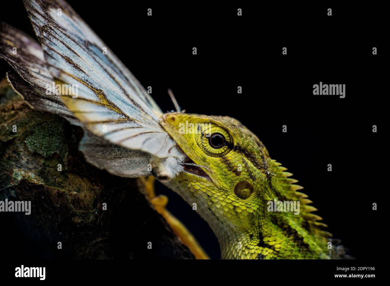 Lizard eating insect Banque de photographies et d’images à haute ...