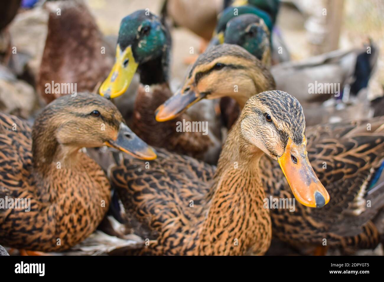 Canard de rouen Banque de photographies et d’images à haute résolution ...
