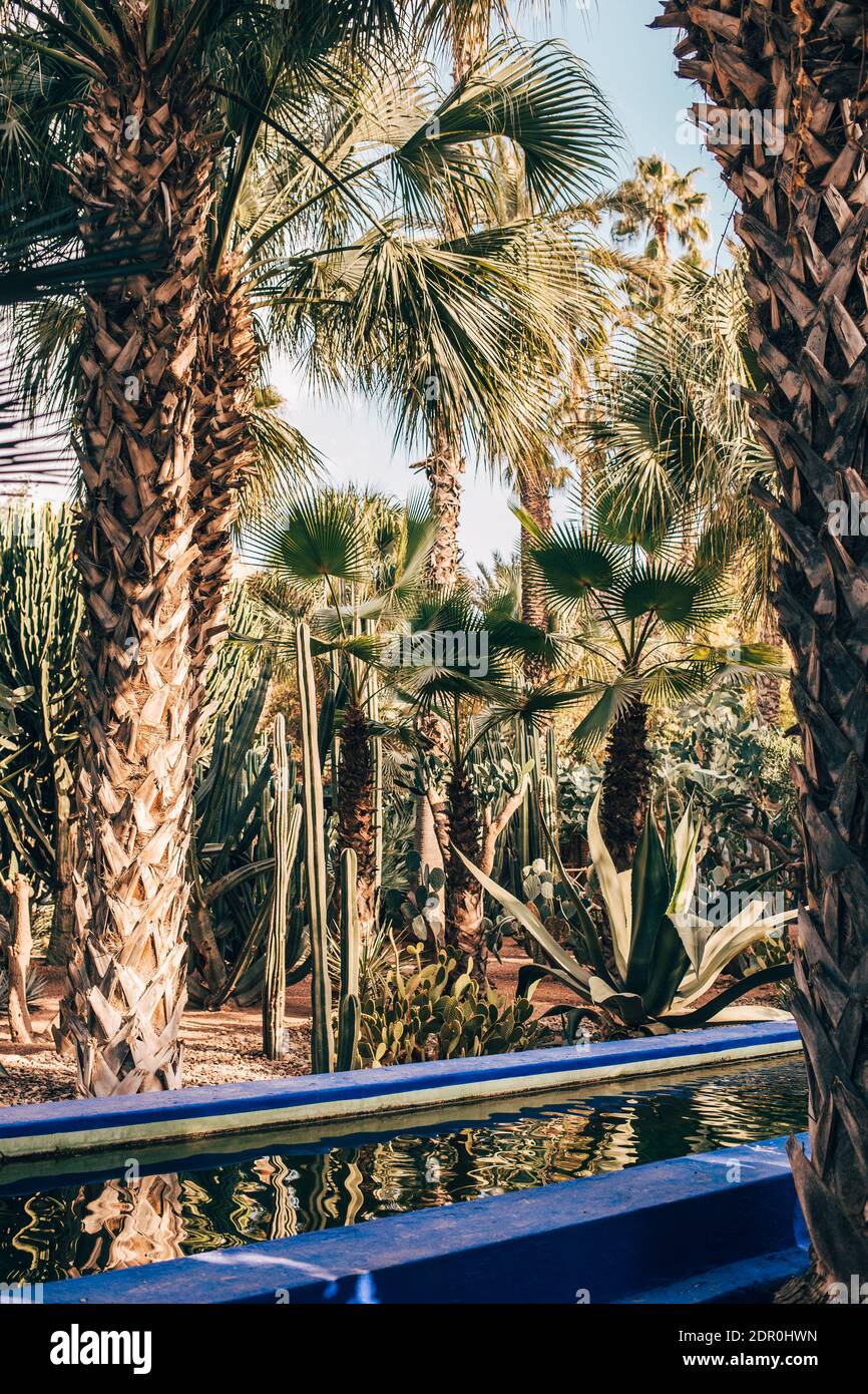 Palmier maroc abstré Banque de photographies et d’images à haute ...