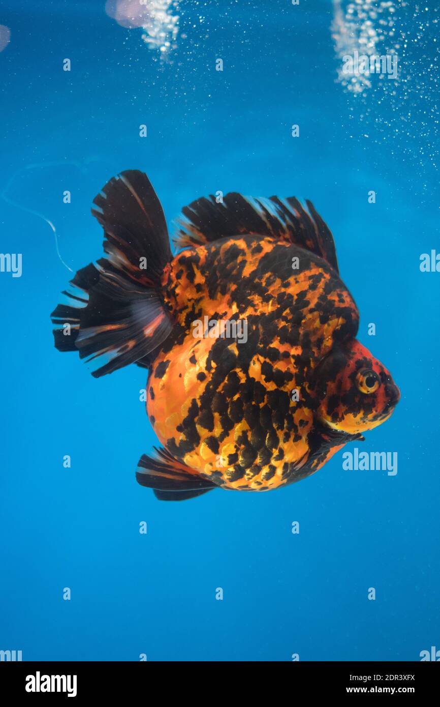 Beau Poisson Rouge Ryukin Banque d'image et photos - Alamy