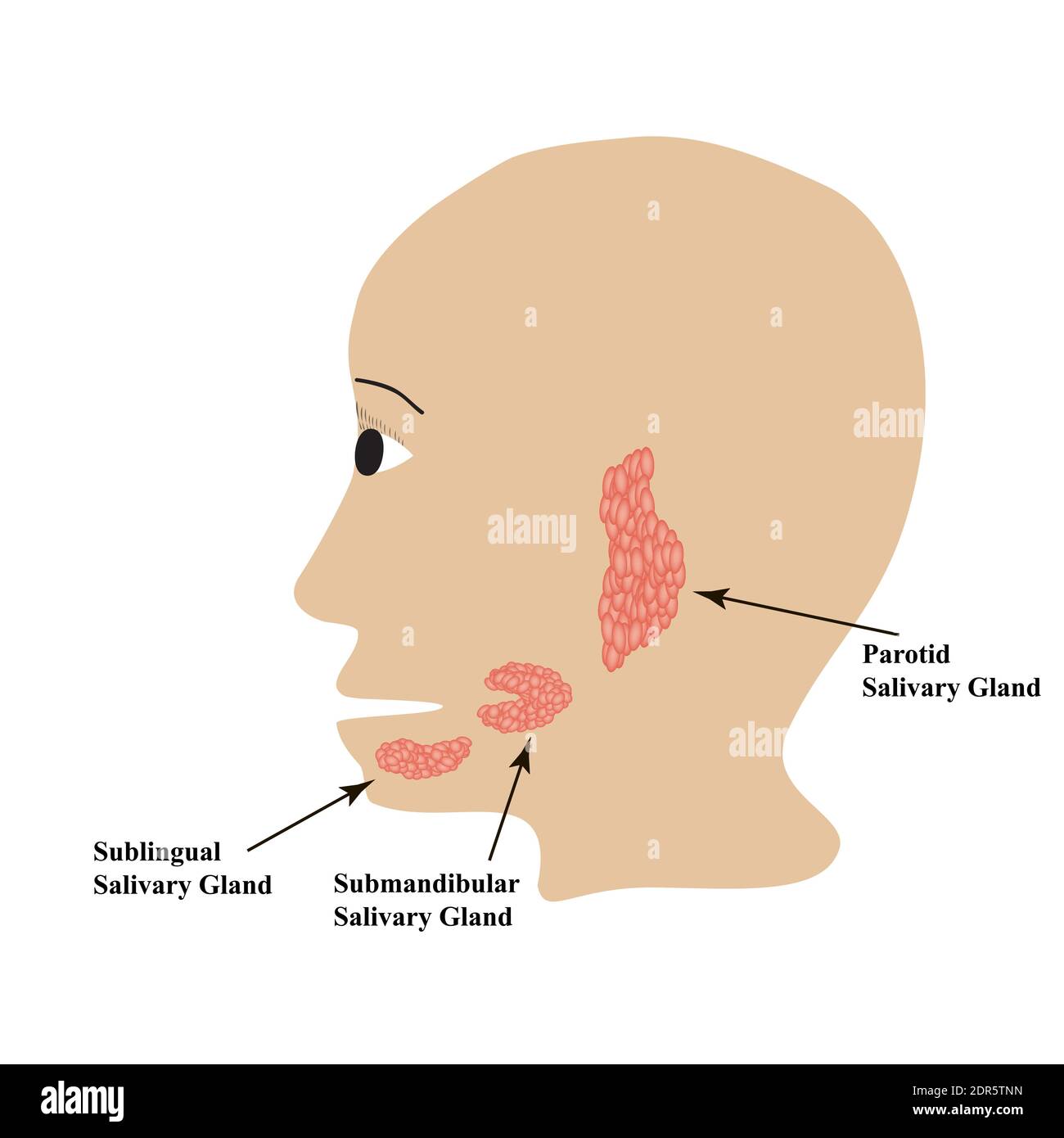 Glande parotide glande salivaire Banque d'images vectorielles - Alamy