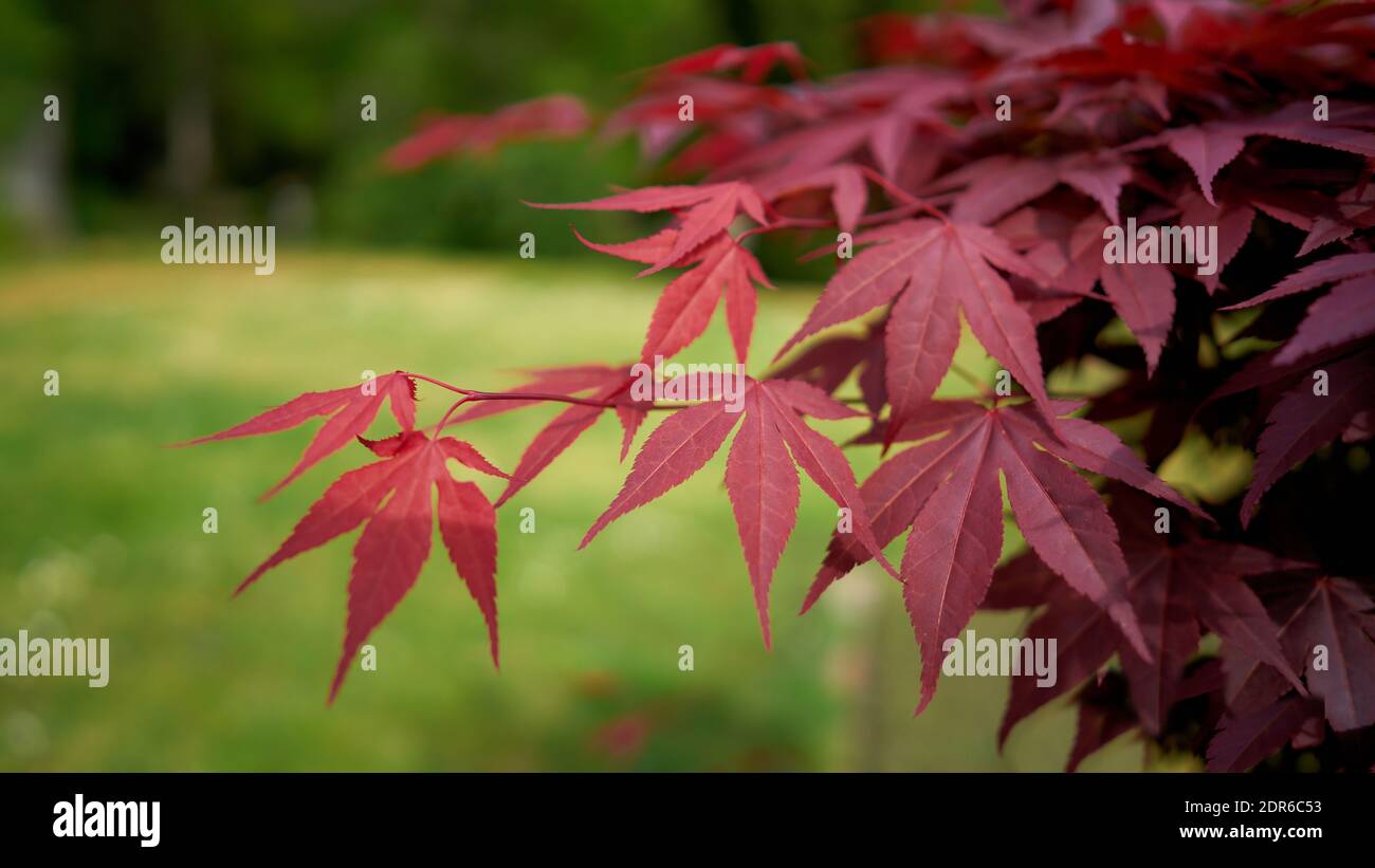 Acer palmatum corallinum Banque de photographies et d’images à haute ...