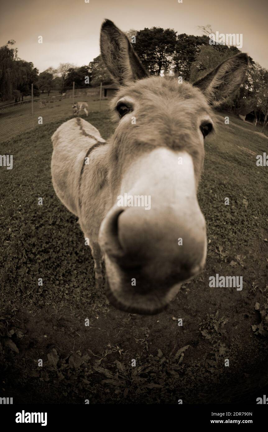 Donkey face portrait ears Banque de photographies et d’images à haute ...