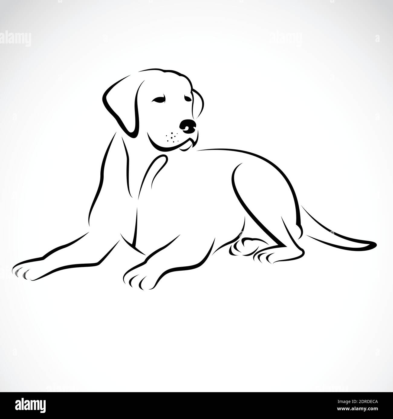 Labrador dessin Banque d'images vectorielles - Alamy
