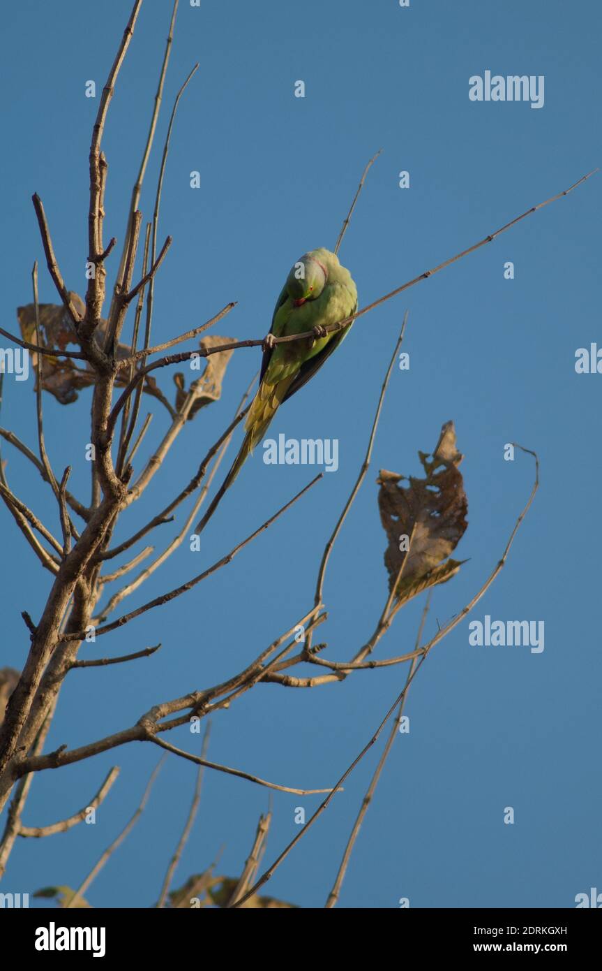 Psittacula krameri manillensis Banque de photographies et d’images à ...