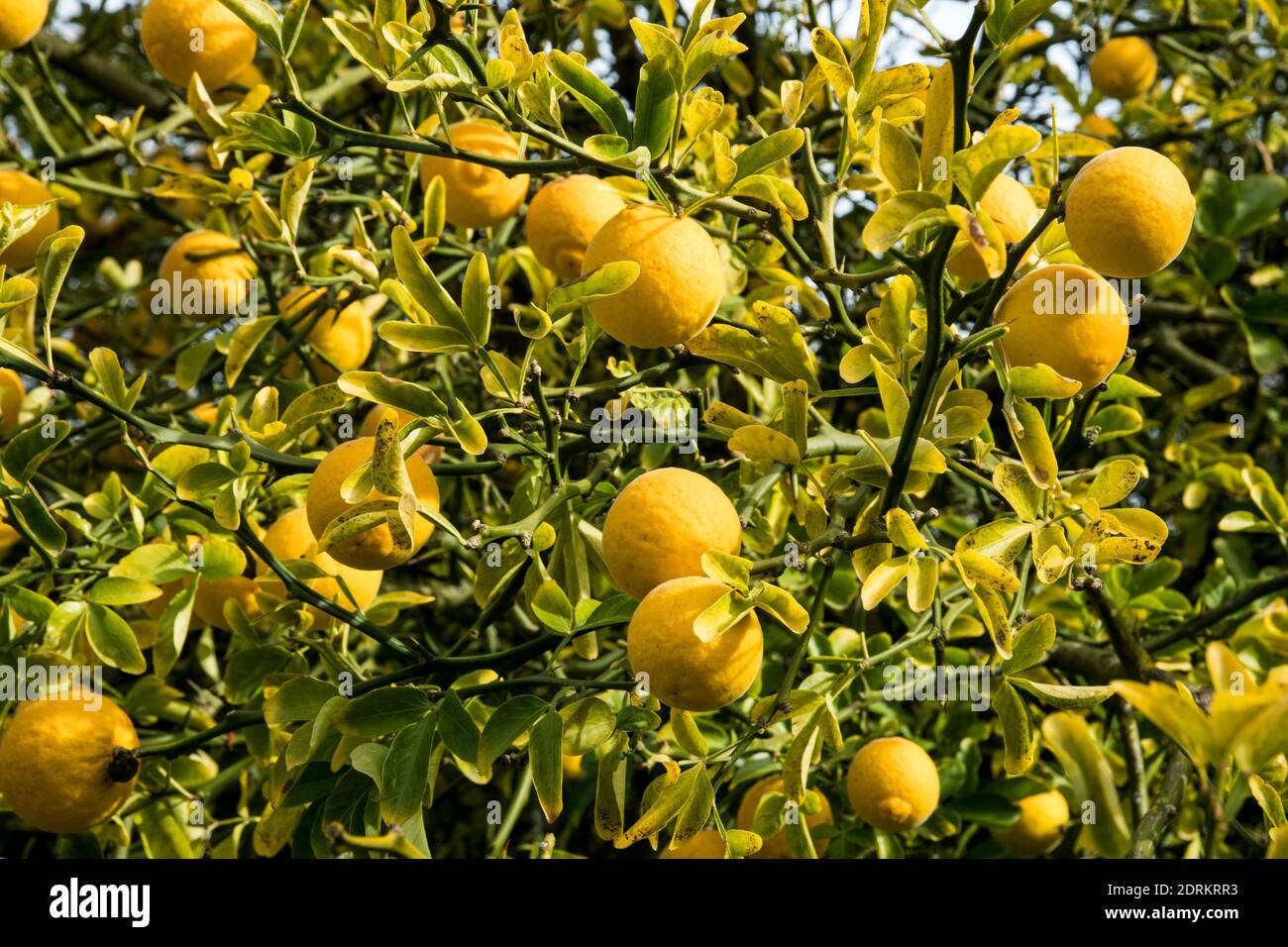 Poncirus trifoliata leaves Banque de photographies et d’images à haute ...