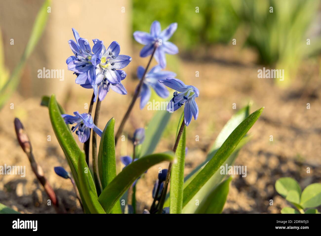Les fleurs bleues de la Snowdrop (Latin Galanthus) sont une plante ...