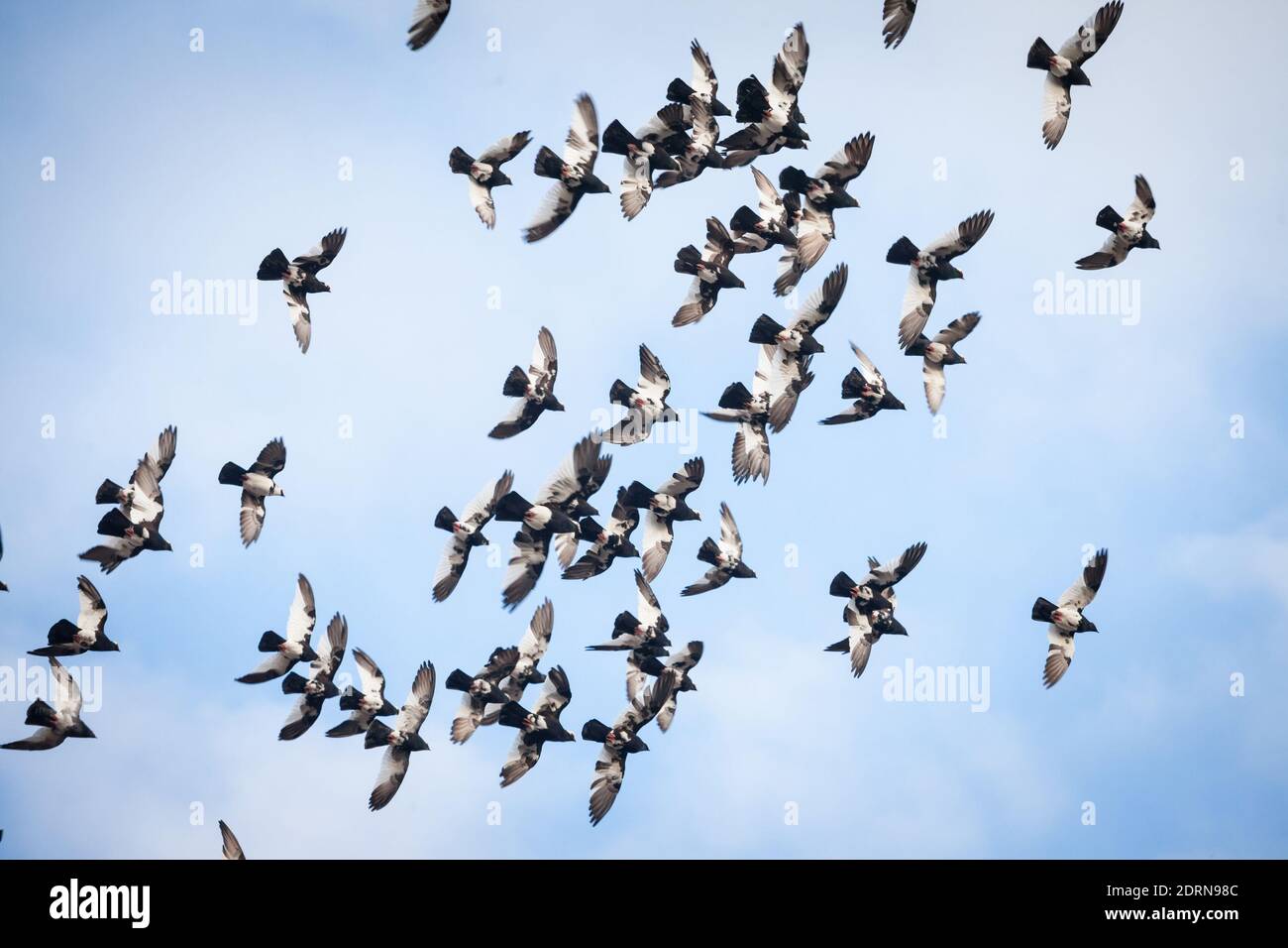 Messager aviaire Banque d'image et photos - Alamy