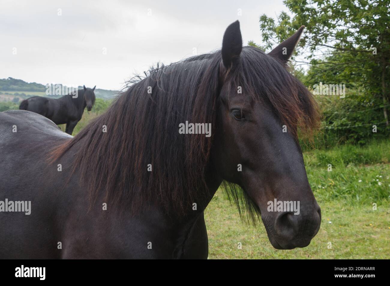 Le cheval merens Banque de photographies et d’images à haute résolution ...