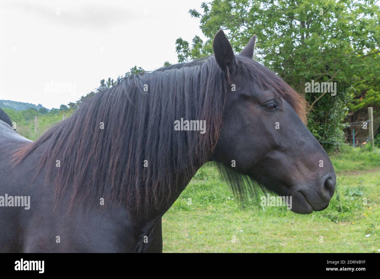 Le cheval merens Banque de photographies et d’images à haute résolution ...